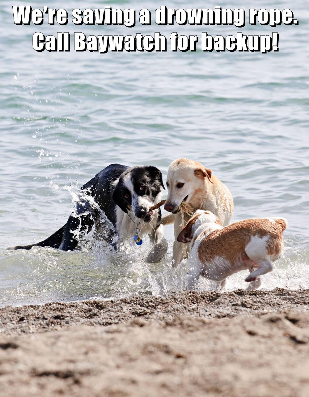 We're saving a drowning rope. Call Baywatch for backup! - I Has A ...