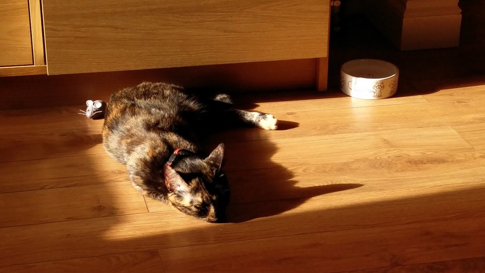 Enjoying the morning sun. - Cats N' Kittens - Cat Pictures - Cute Kittens
