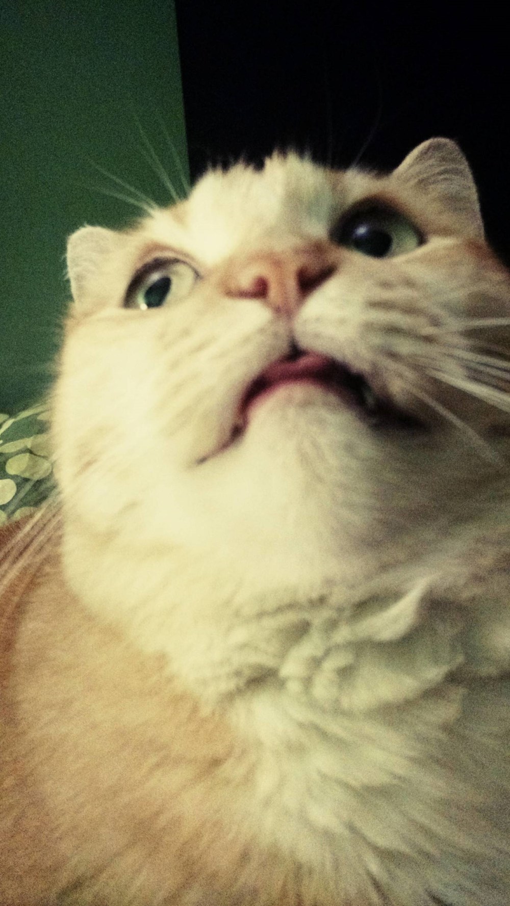 Cats N' Kittens - blep - Cutest Cats On The Internet - Cat Pictures ...