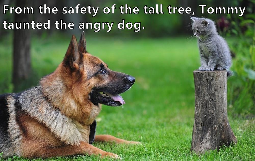 I Has A Hotdog - angry - Funny Dog Pictures | Dog Memes | Puppy ...