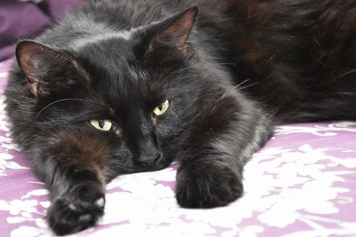 Life is so hard, eh? - Cats N' Kittens - Cat Pictures - Cute Kittens