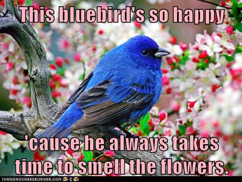 This bluebird's so happy 'cause he always takes time to smell the ...