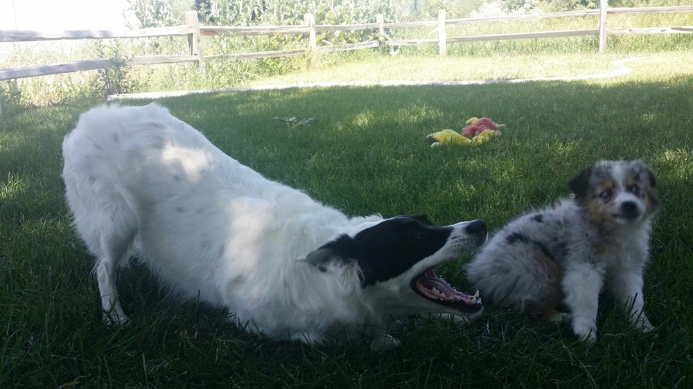 That little dog is like "Chill, bro" - Doggos N' Puppers - rare puppers ...