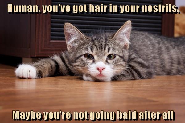 Human, you've got hair in your nostrils. Maybe you're not going bald ...