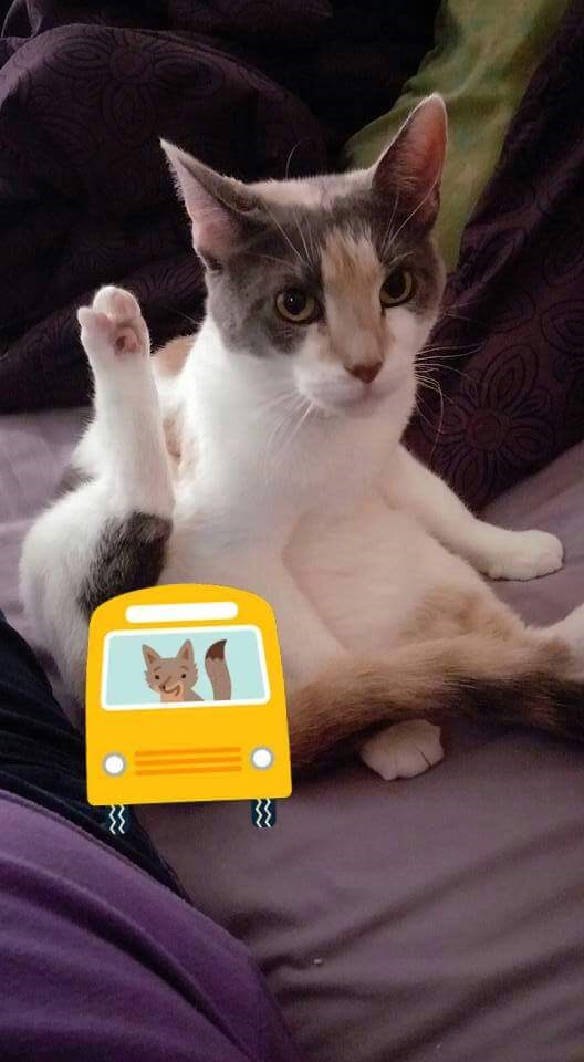 I edited a picture of Buttercup, to help keep her modesty - Cats N ...