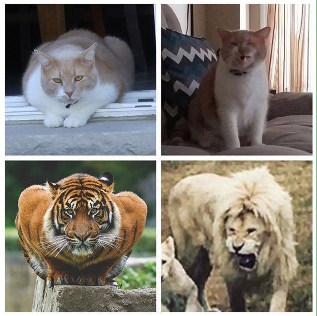 Cats N' Kittens - Page 4 - Cutest Cats On The Internet - Cat Pictures ...