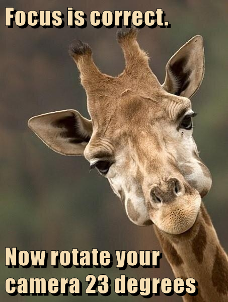 Focus is correct - Animal Comedy - Animal Comedy, funny animals, animal ...