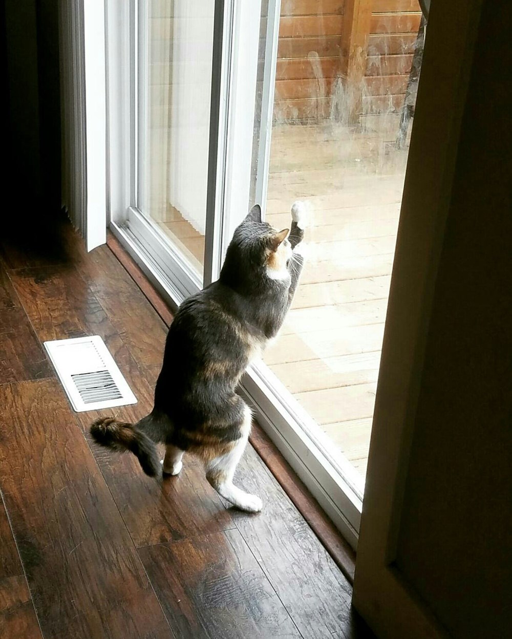 Trapping a fly - Cats N' Kittens - Cat Pictures - Cute Kittens