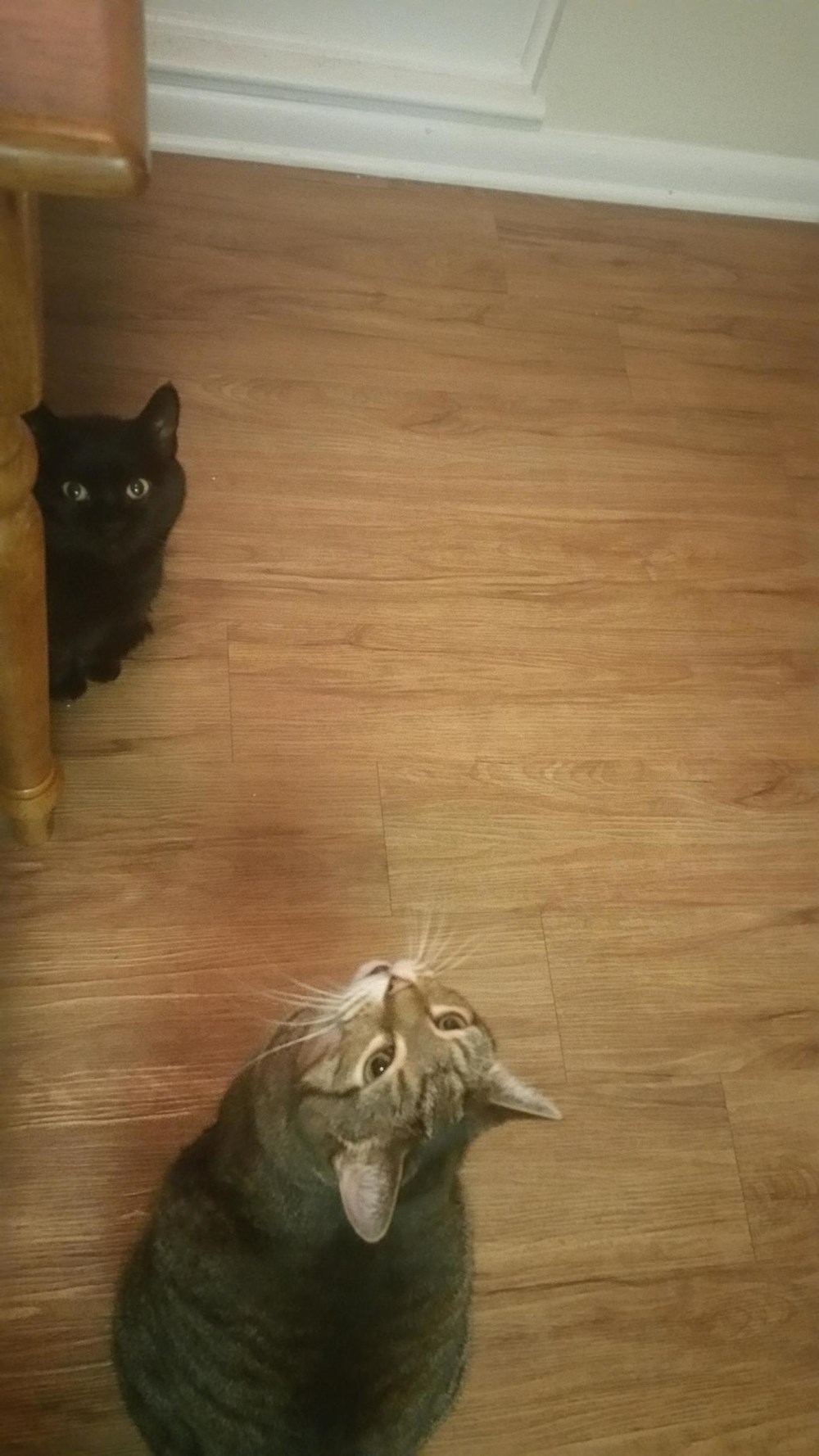 Cats N' Kittens - begging - Cutest Cats On The Internet - Cat Pictures ...