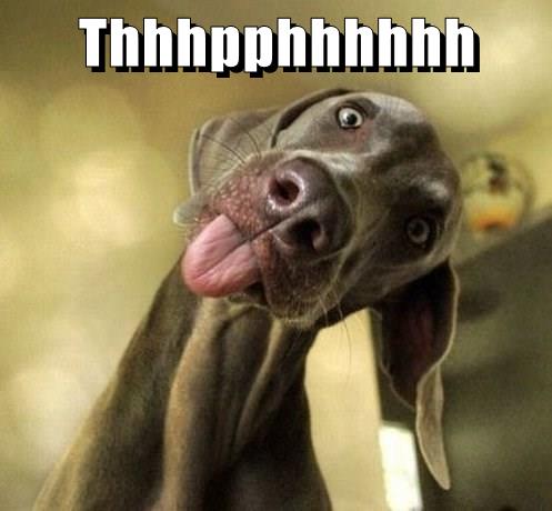 Thhhpphhhhhh - I Has A Hotdog - Dog Pictures - Funny pictures of dogs ...