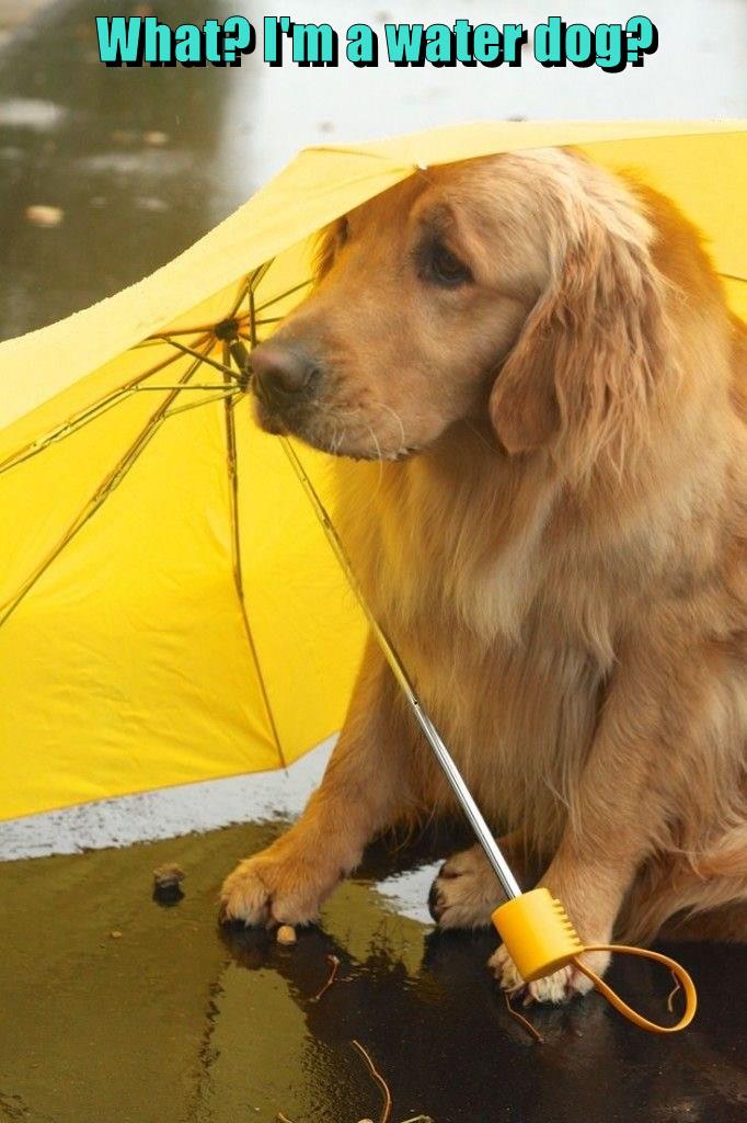 What? I'm a water dog? - I Has A Hotdog - Dog Pictures - Funny pictures ...