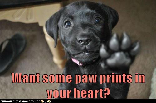 Want some paw prints in your heart? - I Has A Hotdog - Dog Pictures ...