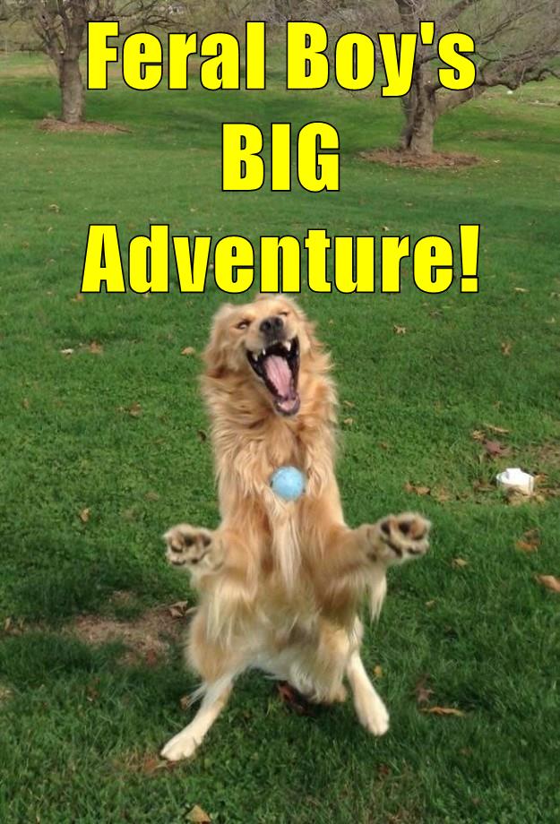 Feral Boy's BIG Adventure! - I Has A Hotdog - Dog Pictures - Funny ...