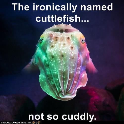 The ironically named cuttlefish... not so cuddly. - Animal Comedy ...
