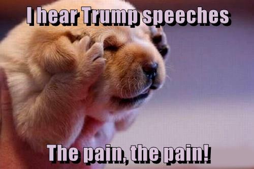 I Has A Hotdog - pain - Funny Dog Pictures | Dog Memes | Puppy Pictures ...