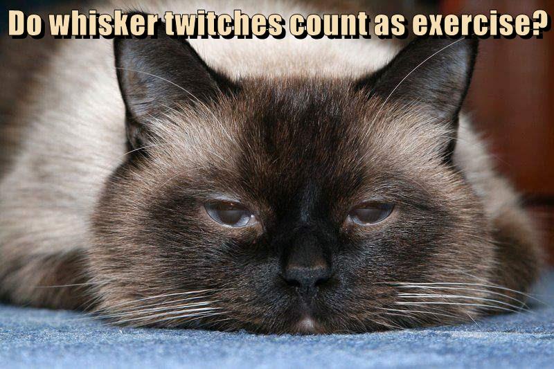 How 'bout blinking? - Lolcats - lol | cat memes | funny cats | funny ...