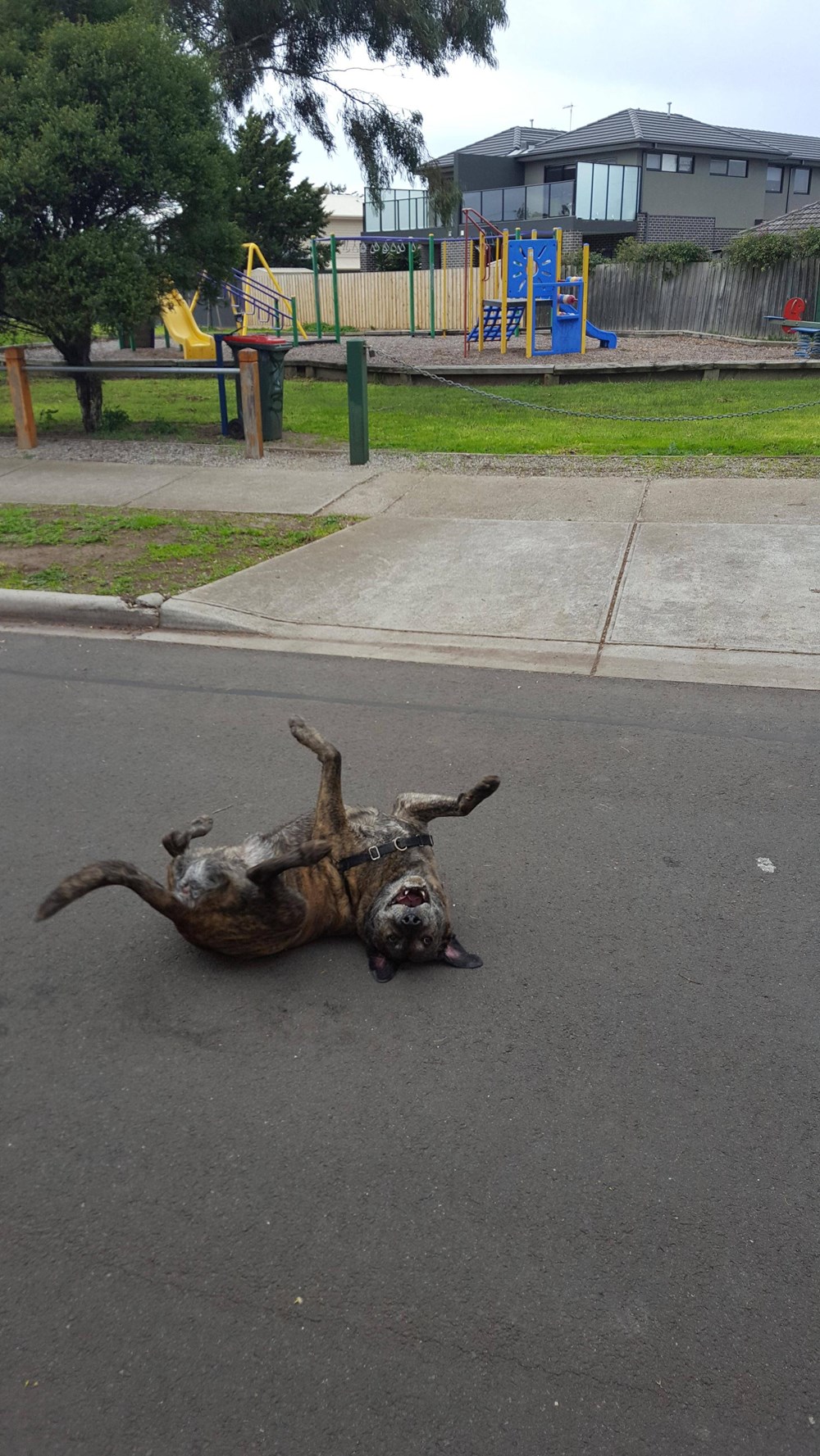 Borked Dog Got Too Excited About the Park - Doggos N' Puppers - rare ...