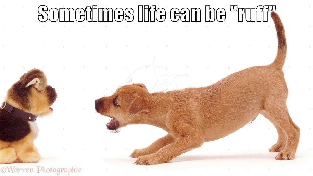 Sometimes life can be "ruff" - I Has A Hotdog - Dog Pictures - Funny ...