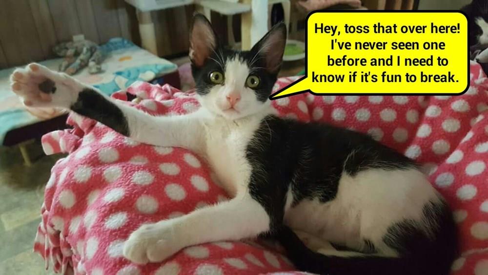 Kitty's on fun patrol (recaption: http://builder.cheezburger.com ...