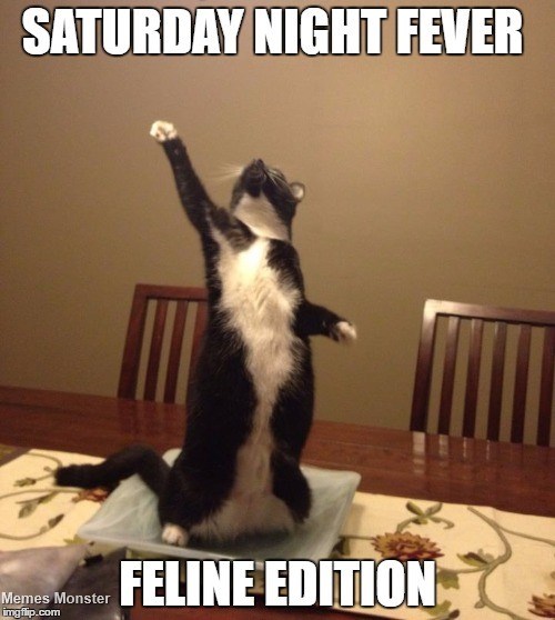 Saturday night fever feline edition. - Lolcats - lol | cat memes ...