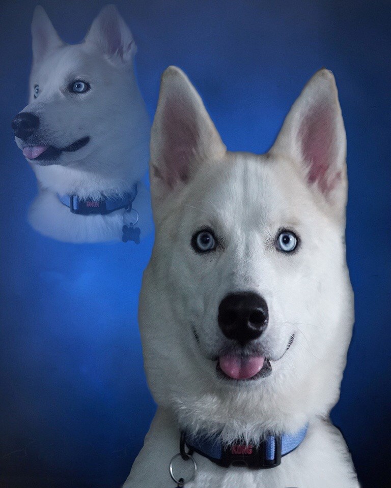 Doggos N' Puppers - Dog pics of rare puppers and pute doggos - rare ...