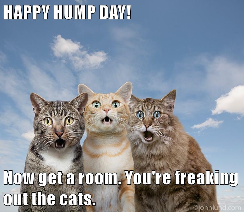 Happy Hump Day Animals