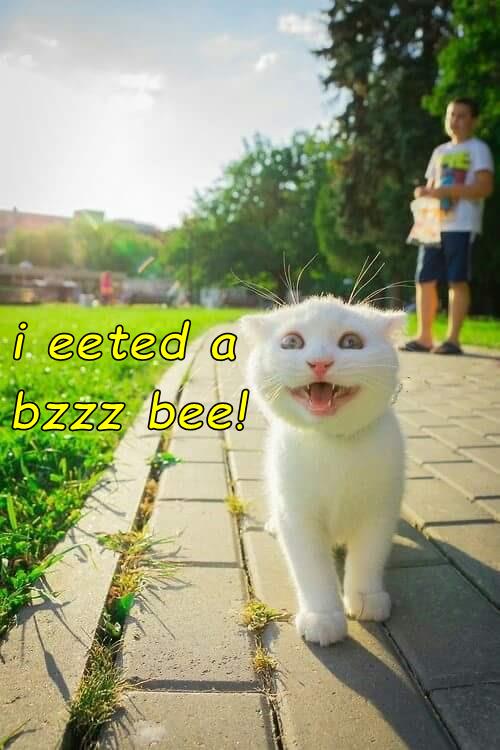 It Was So TINGLY When It Went Down! - Lolcats - lol | cat memes | funny ...