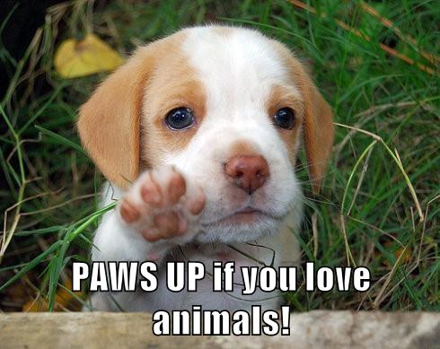PAWS UP if you love animals! - I Has A Hotdog - Dog Pictures - Funny ...