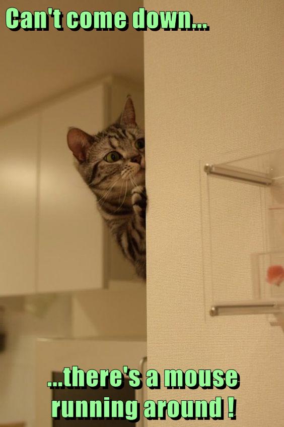 Lolcats - mouse - Page 2 - LOL at Funny Cat Memes - Funny cat pictures ...