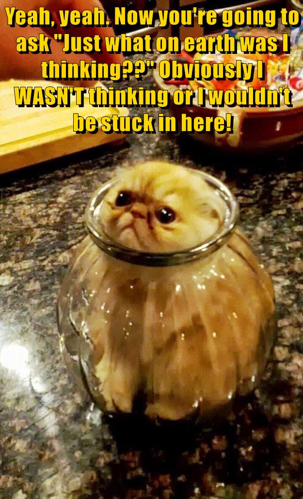 Are You Going To Keep Laughing, Or Are You Going To Help Me?! - Lolcats ...