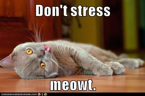 Don't stress meowt. - Lolcats - lol | cat memes | funny cats | funny ...