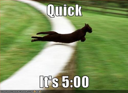 Quick It's 5:00 - Lolcats - lol | cat memes | funny cats | funny cat ...