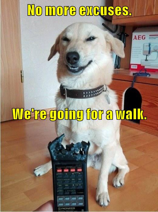 No more excuses. We're going for a walk. - I Has A Hotdog - Dog ...
