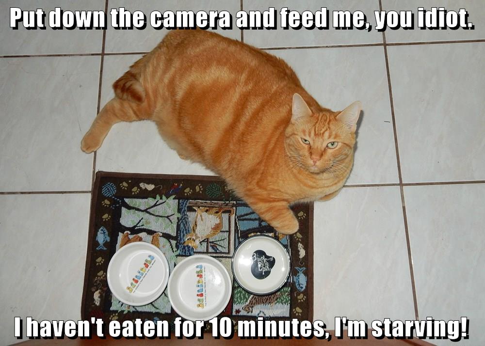 Or I'll record your death - Lolcats - lol | cat memes | funny cats ...
