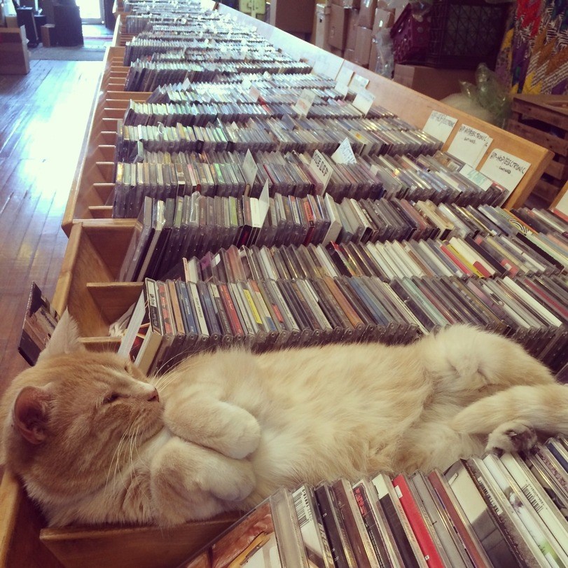 Got Any Cat Stevens? - I Can Has Cheezburger?