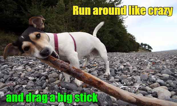 Big Stick Dogplomacy - I Has A Hotdog - Dog Pictures - Funny pictures ...