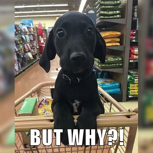 BUT WHY?! - I Has A Hotdog - Dog Pictures - Funny pictures of dogs ...