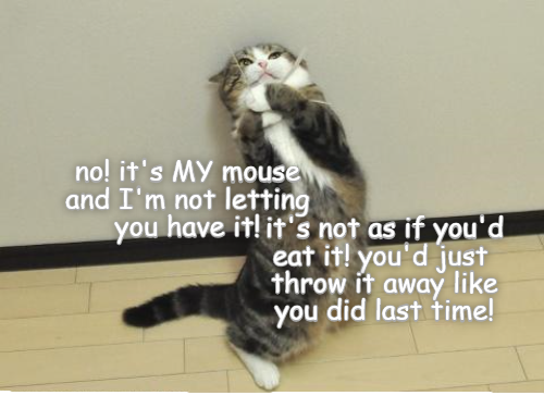 Lolcats - mouse - Page 2 - LOL at Funny Cat Memes - Funny cat pictures ...