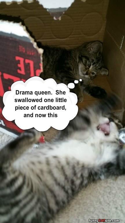 Lolcats - Drama Queen - LOL at Funny Cat Memes - Funny cat pictures ...