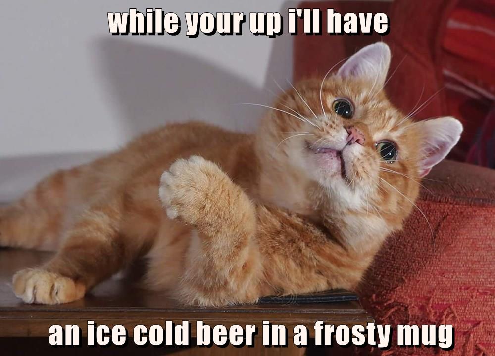 Beer Cat Memes
