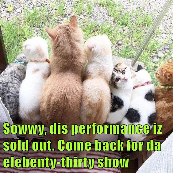 We sits, we fits, we full - Lolcats - lol | cat memes | funny cats ...