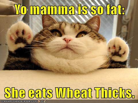 Funny Fat Cats With Captions