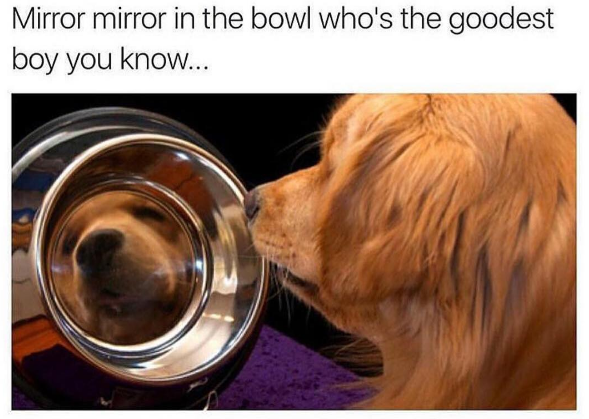 Magic Mirror: Doggo Edition - I Can Has Cheezburger?