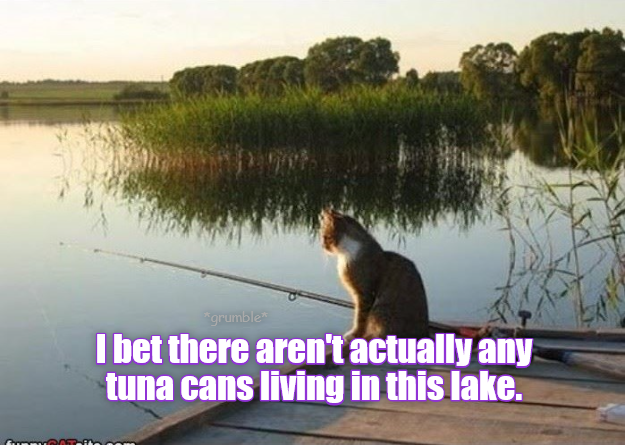 Caught anything yet? - Lolcats - lol | cat memes | funny cats | funny ...