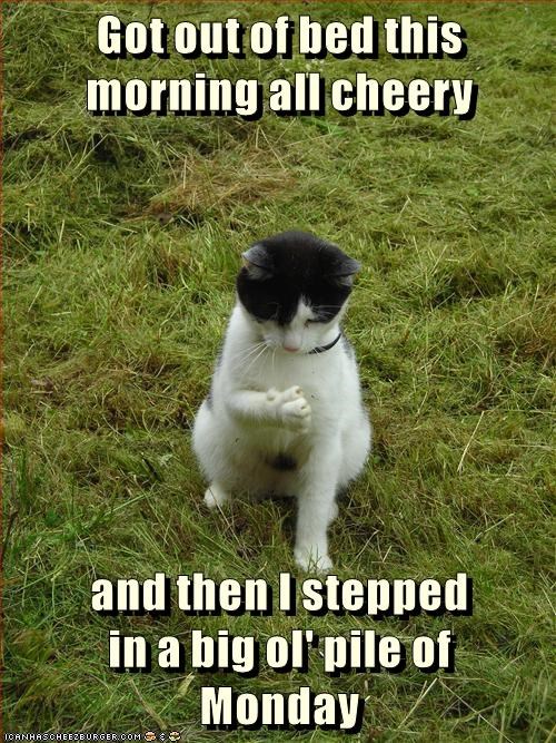 Watch where you're walking - Lolcats - lol | cat memes | funny cats ...