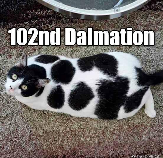 102nd Dalmation - Lolcats - lol | cat memes | funny cats | funny cat ...