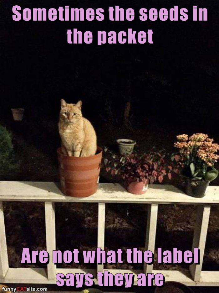 Lolcats - label - LOL at Funny Cat Memes - Funny cat pictures with ...
