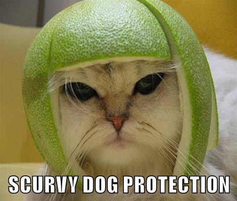 SCURVY DOG PROTECTION - Lolcats - lol | cat memes | funny cats | funny ...