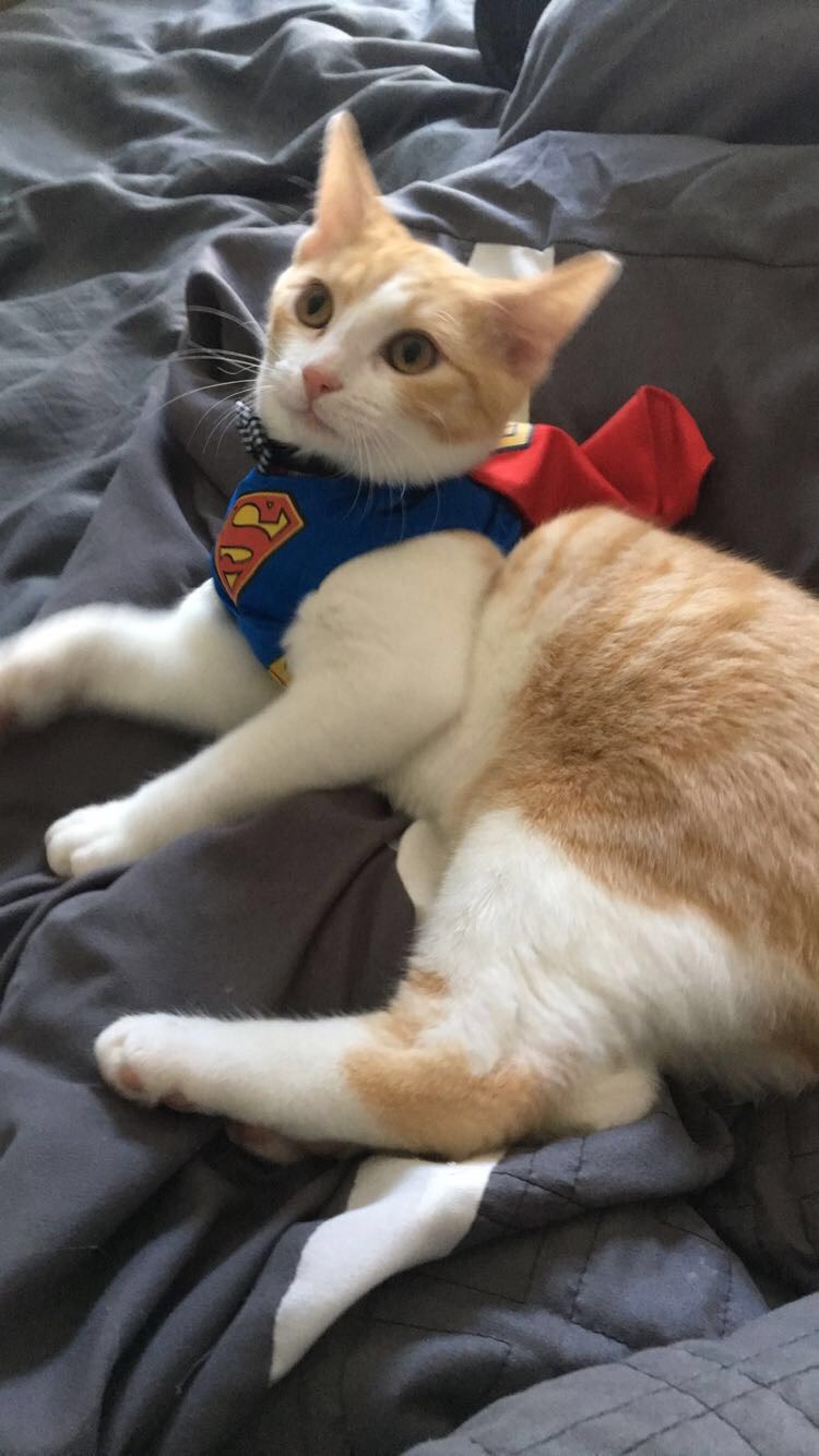 Super Kitty! - Cats N' Kittens - Cat Pictures - Cute Kittens