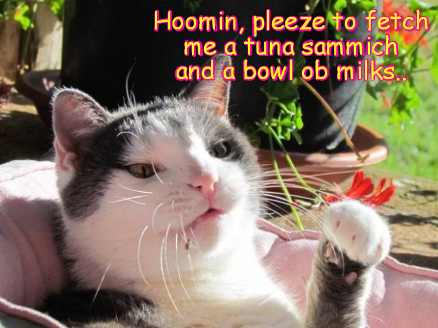 Lolcats - bowl - LOL at Funny Cat Memes - Funny cat pictures with words ...